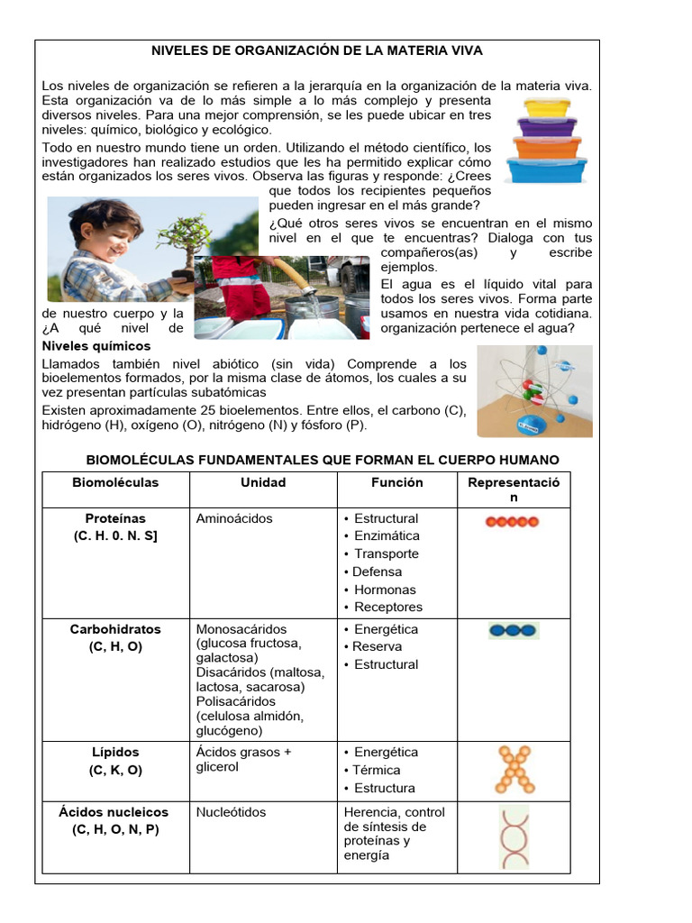 Niveles de Organizacion | PDF | Biología Celular) | Organismos
