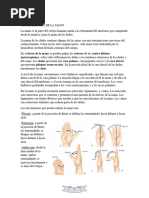 Anatomía de las Falanges de la Mano | PDF | Mano | Articulación