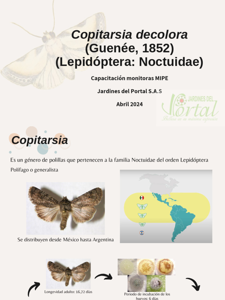 Copitarsia | PDF | Lepidópteros | Crisálida