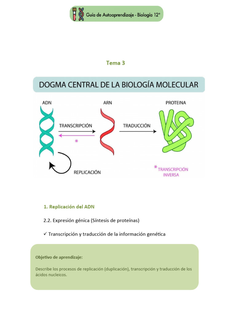 Procesos de ADN y Síntesis de Proteínas | PDF | Adn | Proteínas