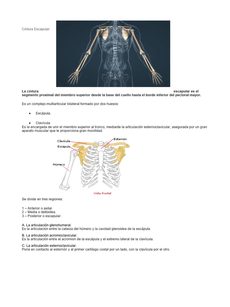 Cintura Escapular | PDF | Articulaciones | Anatomía