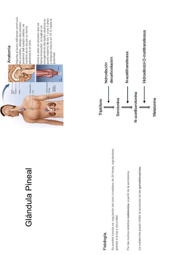 Glandula Pineal | PDF