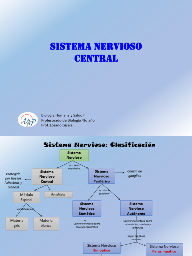 4.-Sistema Nervioso SNC 1 | PDF | Cerebro | Sistema nervioso
