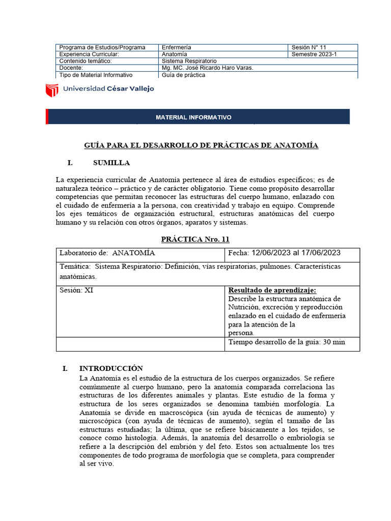 Guía De Anatomía Sesión 11 Pdf Biología Cabeza Y Cuello Humanos