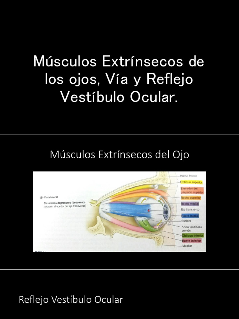 Músculos Extrínsecos de Los Ojos Presentación | PDF | Anatomía ...