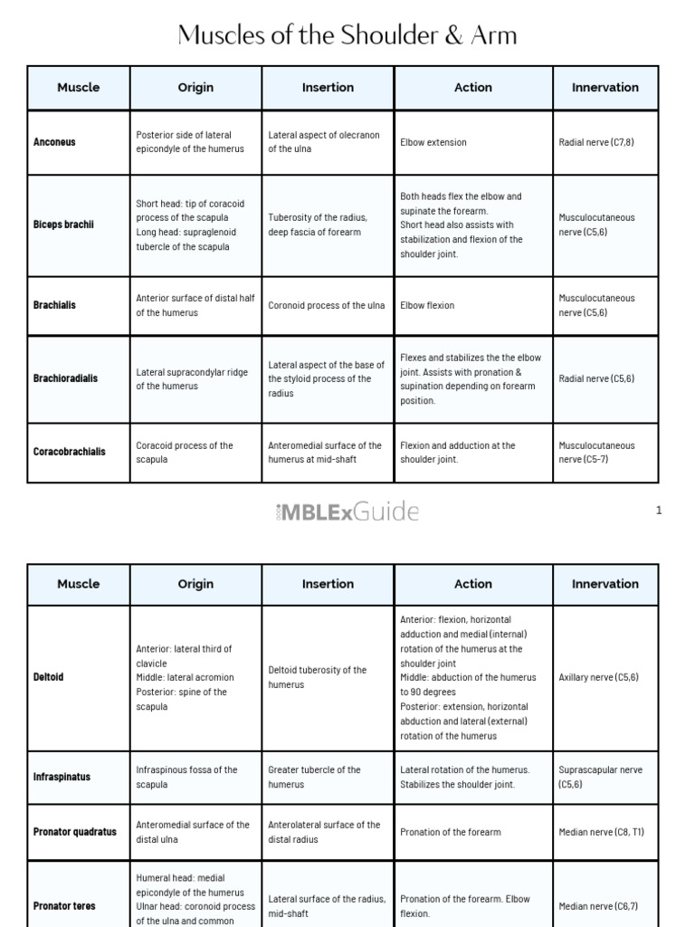 Muscles of The Shoulder and Arm | PDF | Anatomical Terms Of Motion | Elbow