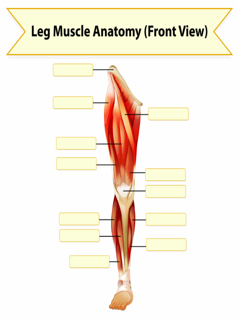 Leg Muscle Anatomy Worksheet | PDF