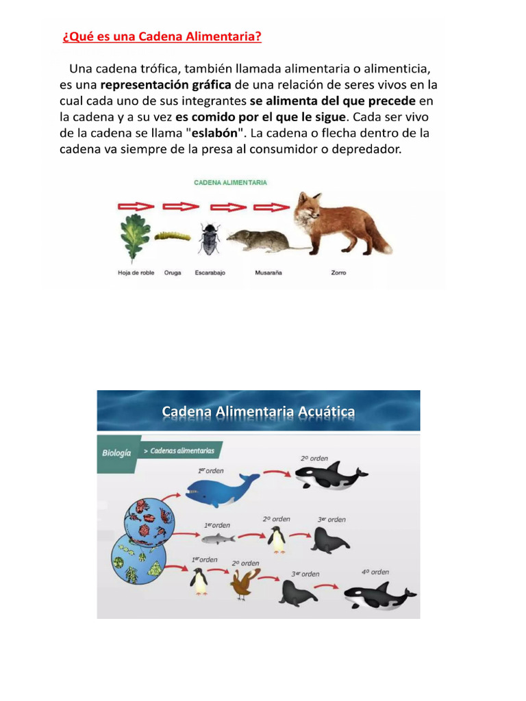 CADENAS ALIMENTICIAS | Descargar gratis PDF | Red alimentaria | Ecología