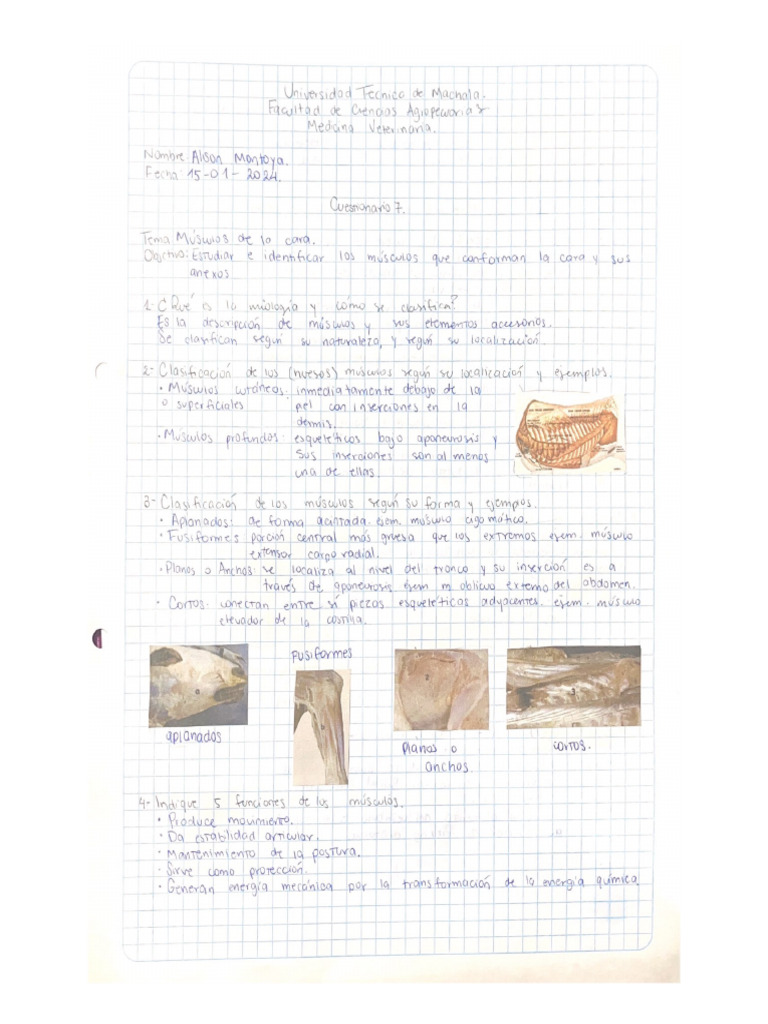 Cuestionario 7 Alison Montoya 1C | PDF