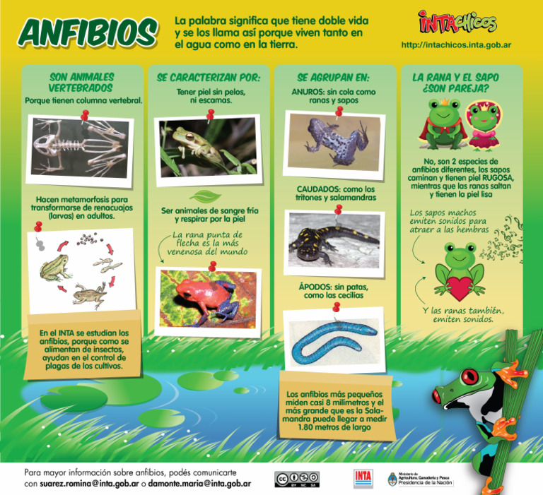 Anfibios | PDF