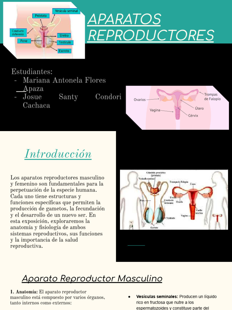 Aparatos Reproductores | PDF | Sistema reproductivo | La sexualidad humana