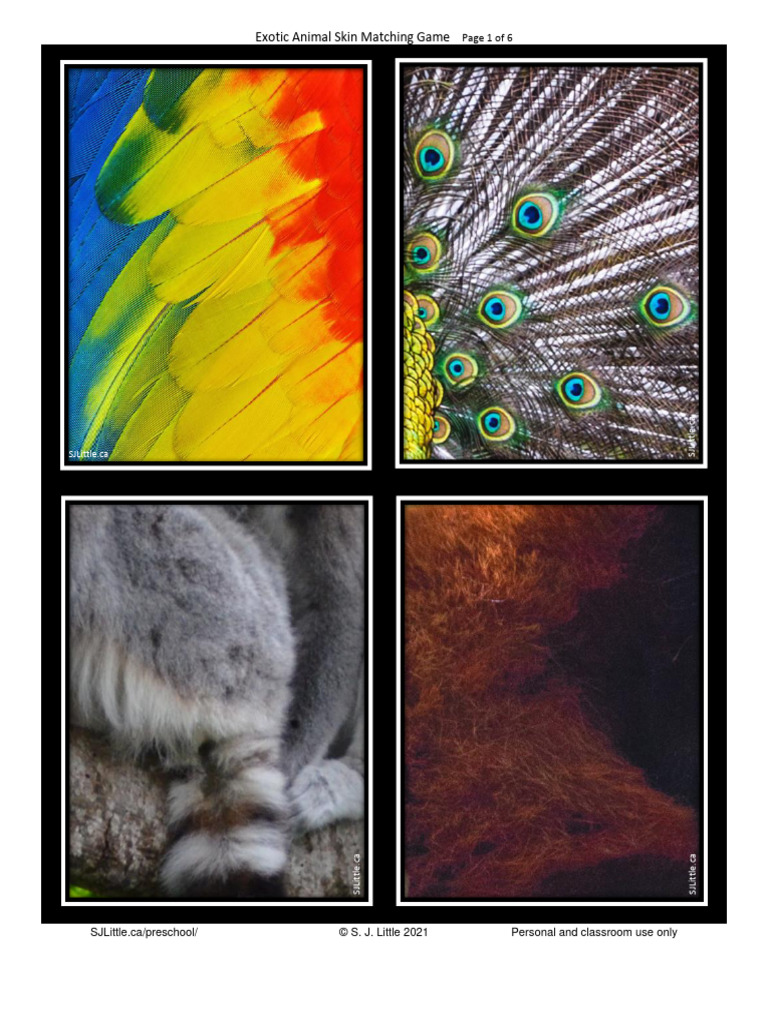 Exotic-Animal-Skin-Matching-Game | Download Free PDF | Zoology