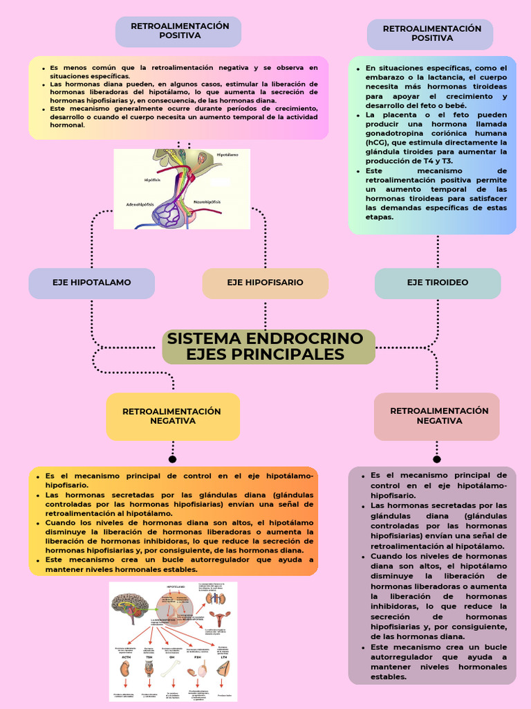 ESQUEMA EJES PRINCIPALES | Descargar gratis PDF | Hormona | Glándula pituitaria