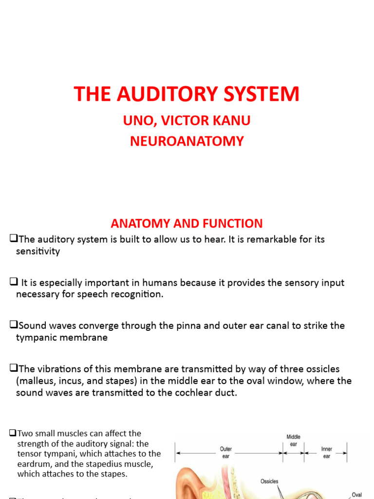 The Auditory System | Download Free PDF | Auditory System | Hearing