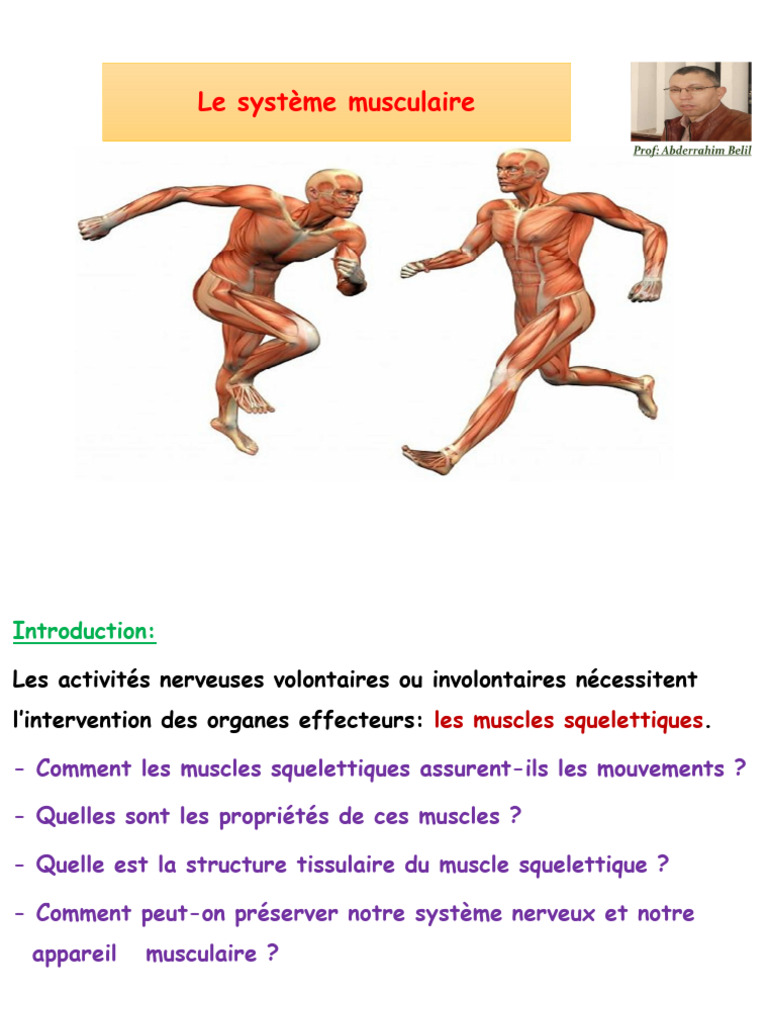 Propriétés et fonctions des muscles squelettiques | PDF | Muscle ...