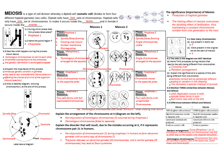 3meiosis One Pager Eng Memo | PDF | Meiosis | Chromosome