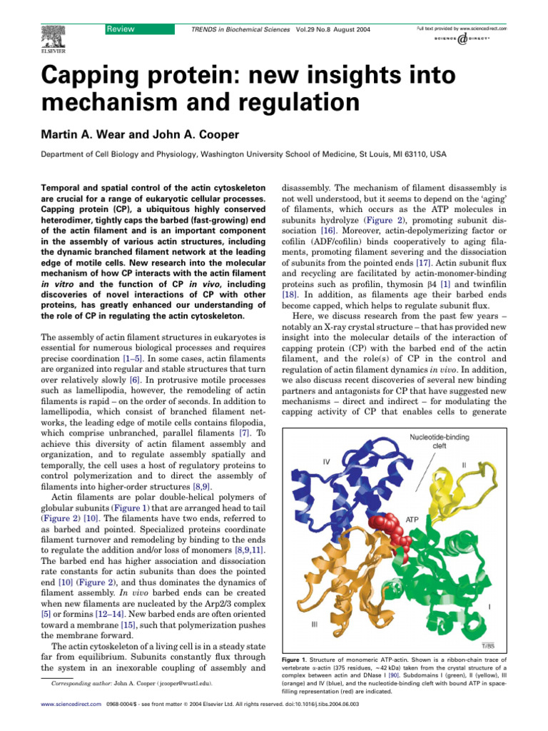Capping Mechanism Insights | PDF | Actin | Structural Biology