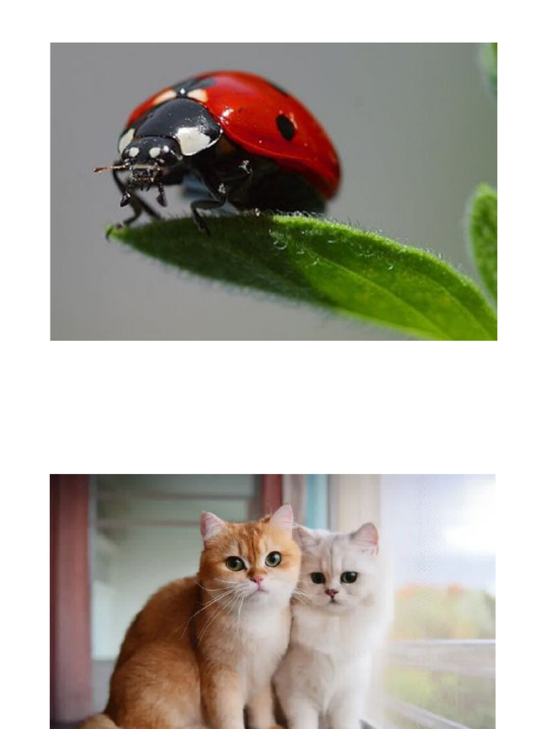 Gambar Bahasa Indonesia | PDF