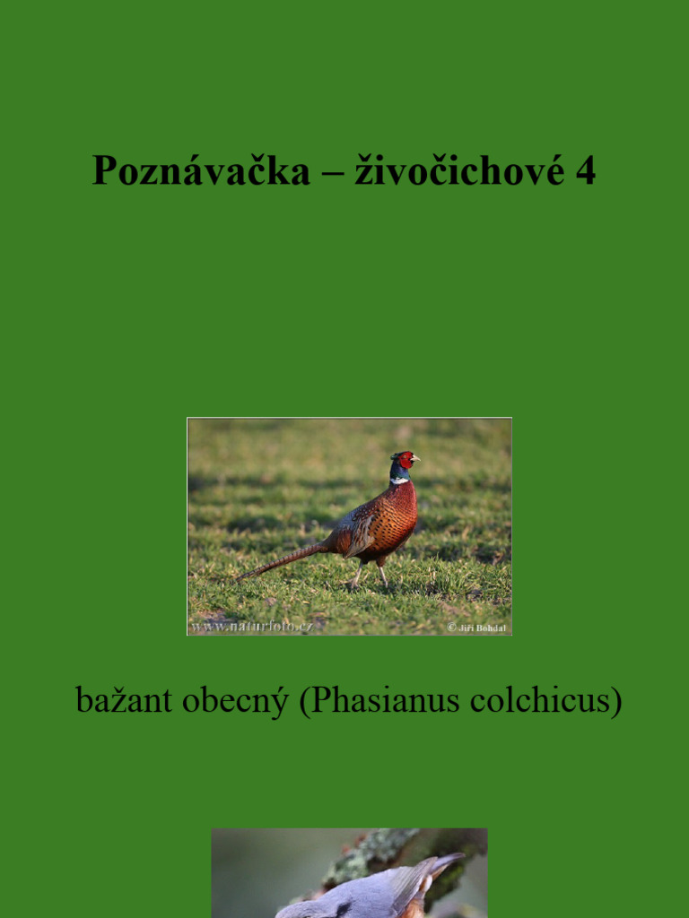 Poznavacka Zivocichove 4 | PDF