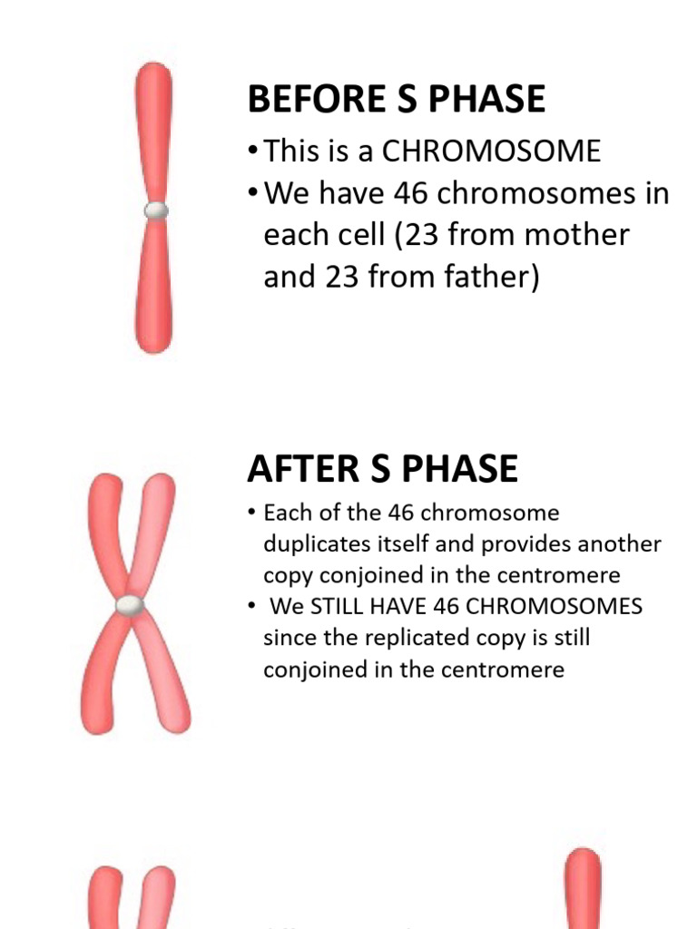 Chromatid-Chromosome-Mitosis-and-Meiosis-2 | Download Free PDF ...