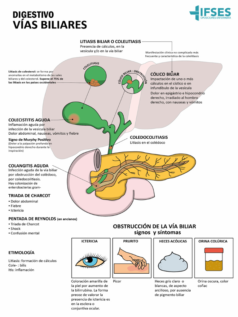 Tema 24 Eir-Infografia - Vias Biliares | PDF