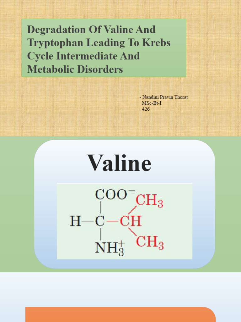Valine Degradation and Metabolic Impact | PDF | Citric Acid Cycle ...