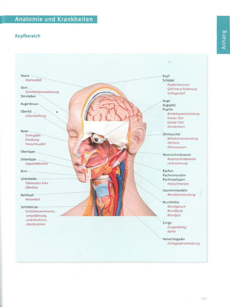 Krankheiten Und Beschwerden (Anatomie) | PDF