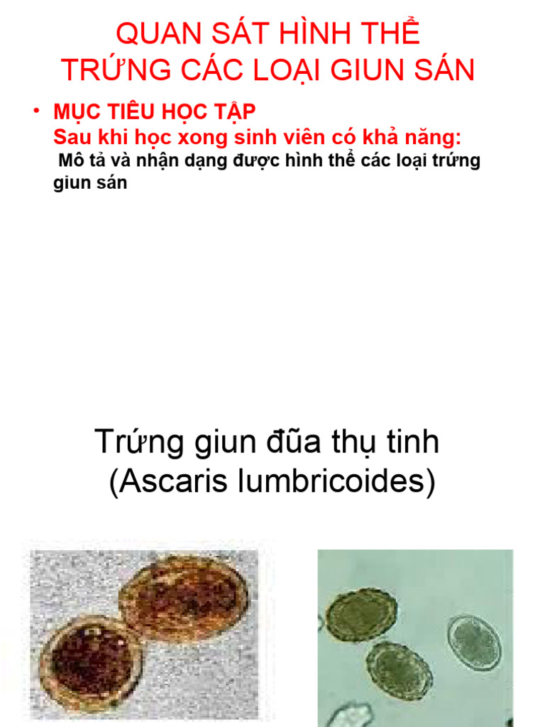 VI Sinh Ki Sinh | PDF