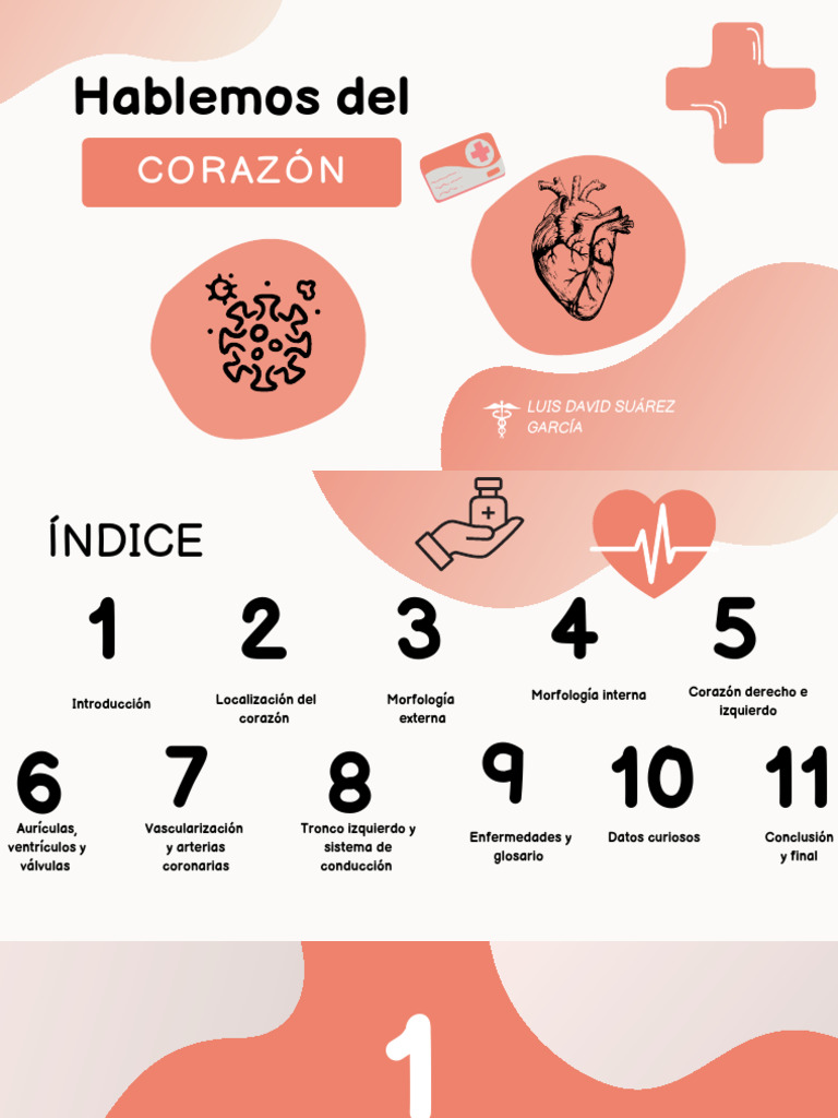 Anatomía del Corazón Bovino | PDF | Corazón | Ventrículo (corazón)