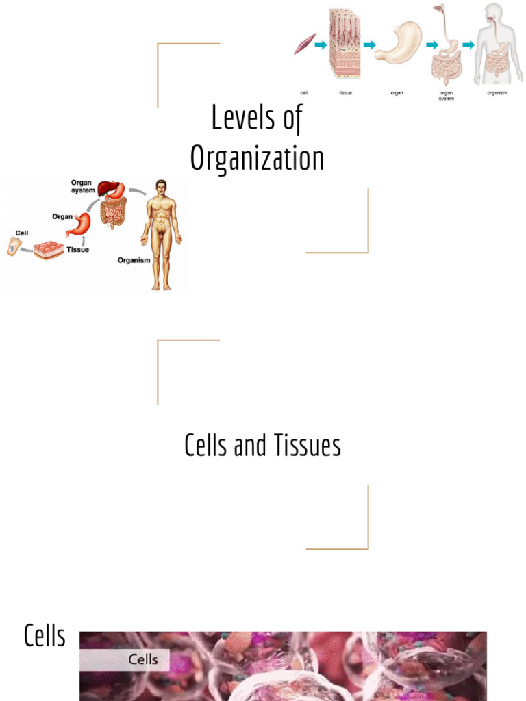 Levels of Organization | PDF | Epithelium | Human Body