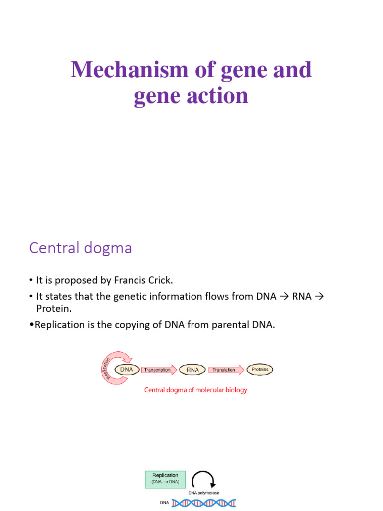 Gene Action | PDF | Genetic Code | Rna