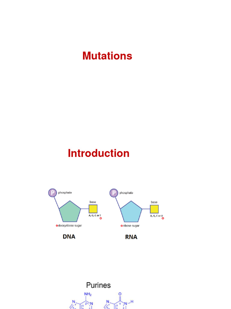 Genetics Part 3 | PDF | Point Mutation | Gene