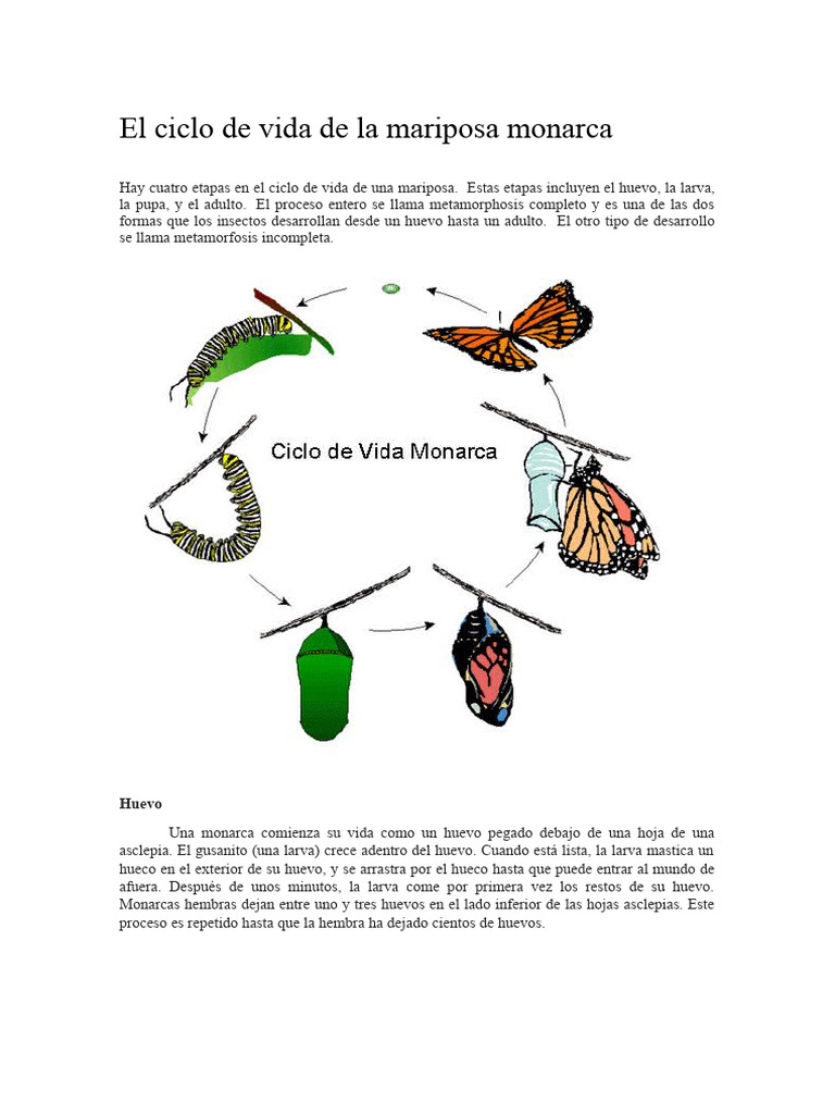 Ciclo de Vida de la Mariposa Monarca | PDF | Lepidópteros | Larva
