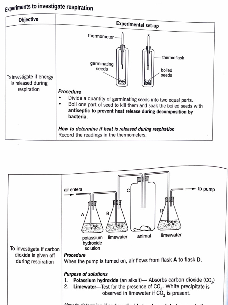 Respiration in Experiments | Download Free PDF | Carbon Dioxide | Hydroxide