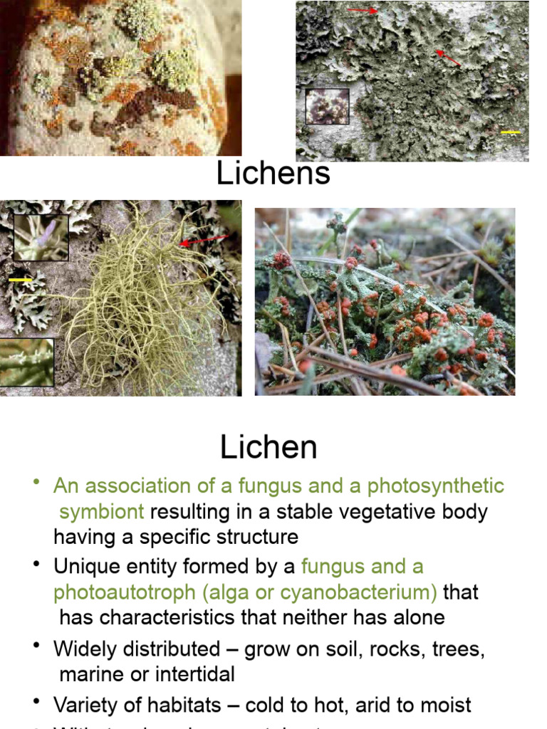 Lichens | PDF | Algae | Fungus