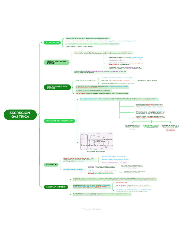 t17 Gulag Free | PDF | Estómago | Sistema digestivo