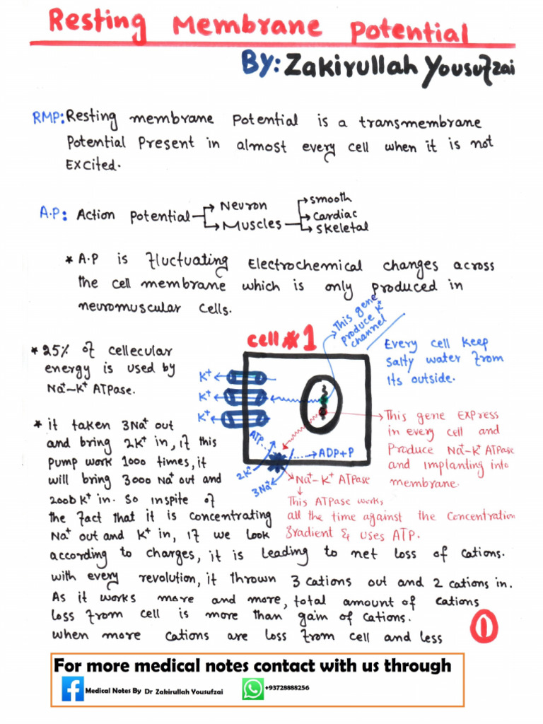 2 Resting Membrane Potential | PDF