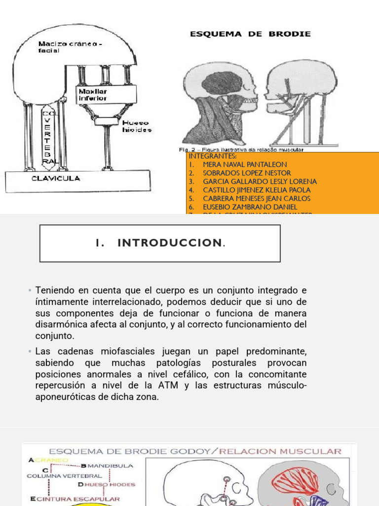 Esquema Brodie | PDF | Articulación | La columna vertebral