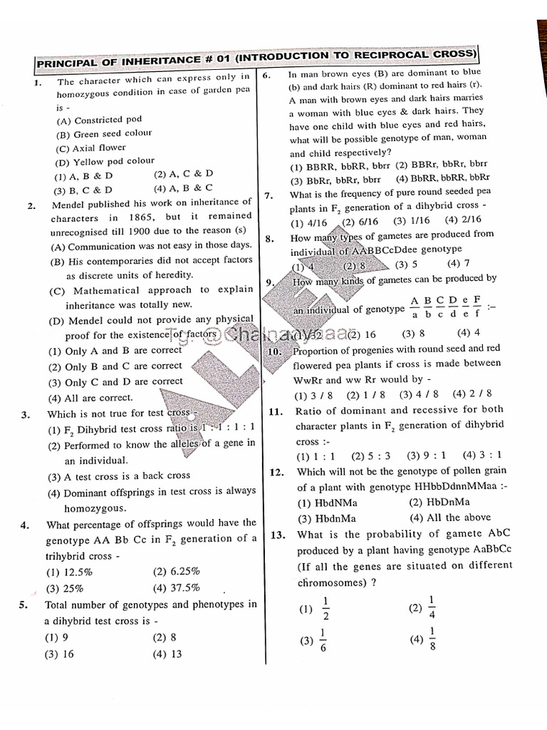Genetics Questions | PDF