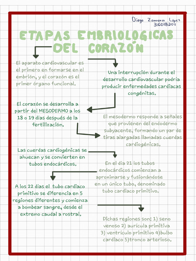 Etapas Embriologicas Del Corazon | PDF