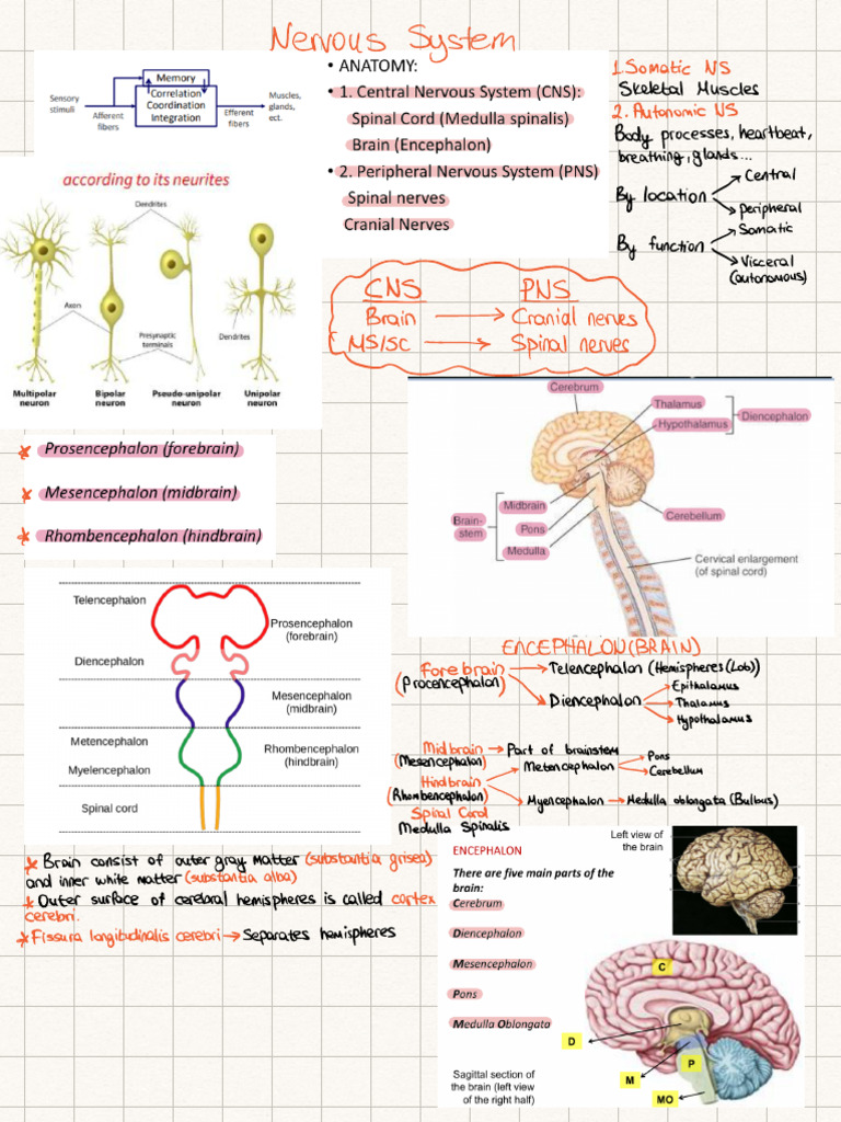 Anatomy 4 Note 1 | PDF | Endocrine System | Glands