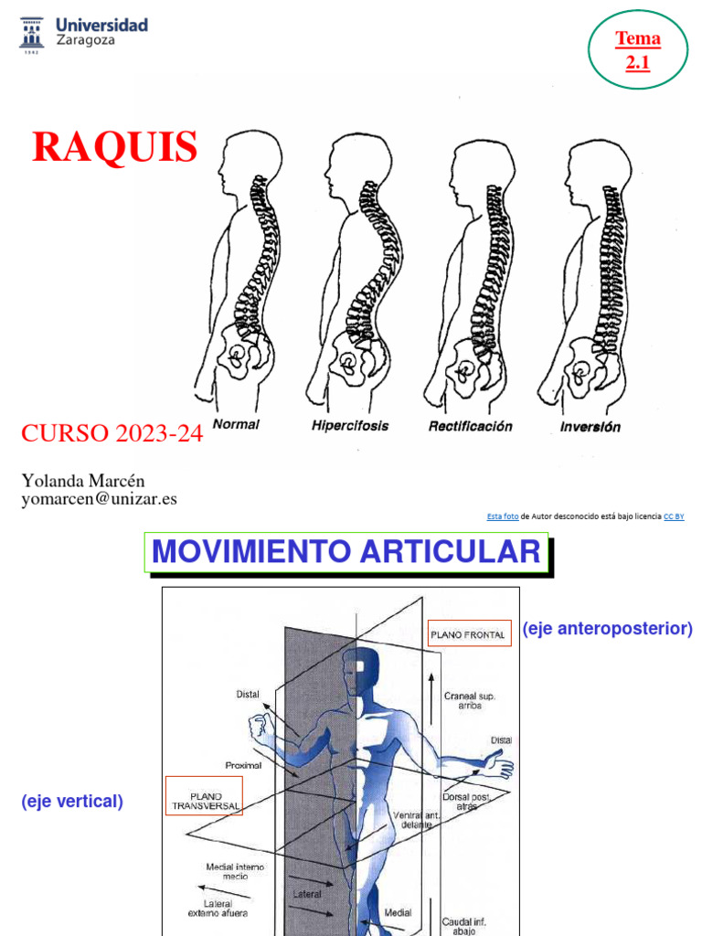 2.1.raquis General 1 | PDF | Vértebra | Anatomía