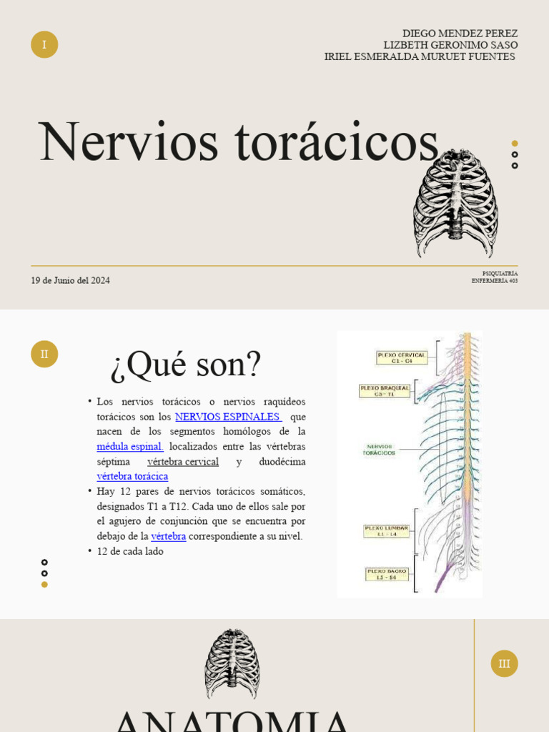 Nervios Torácicos - 20240619 - 131441 - 0000 | PDF | Sistema nervioso ...