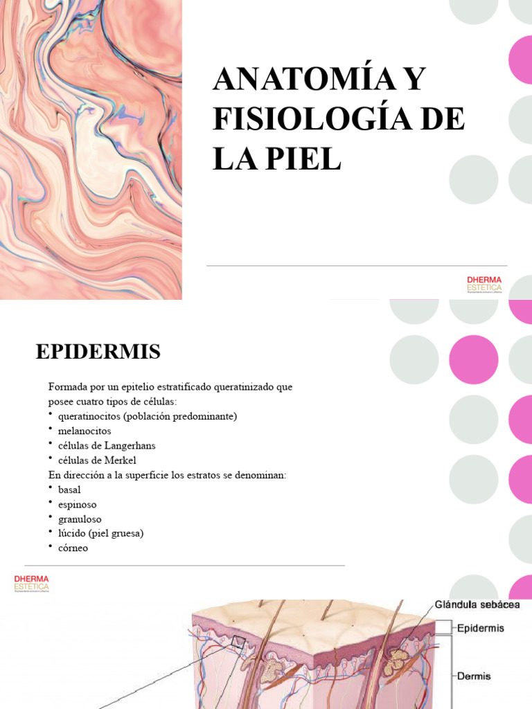 Anatomía y Fisiología de La Piel | PDF | Epidermis | Piel