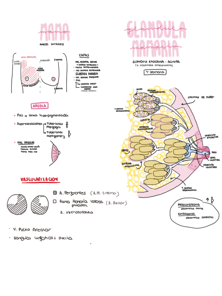 Esquema Mama Anatomía 1 | PDF