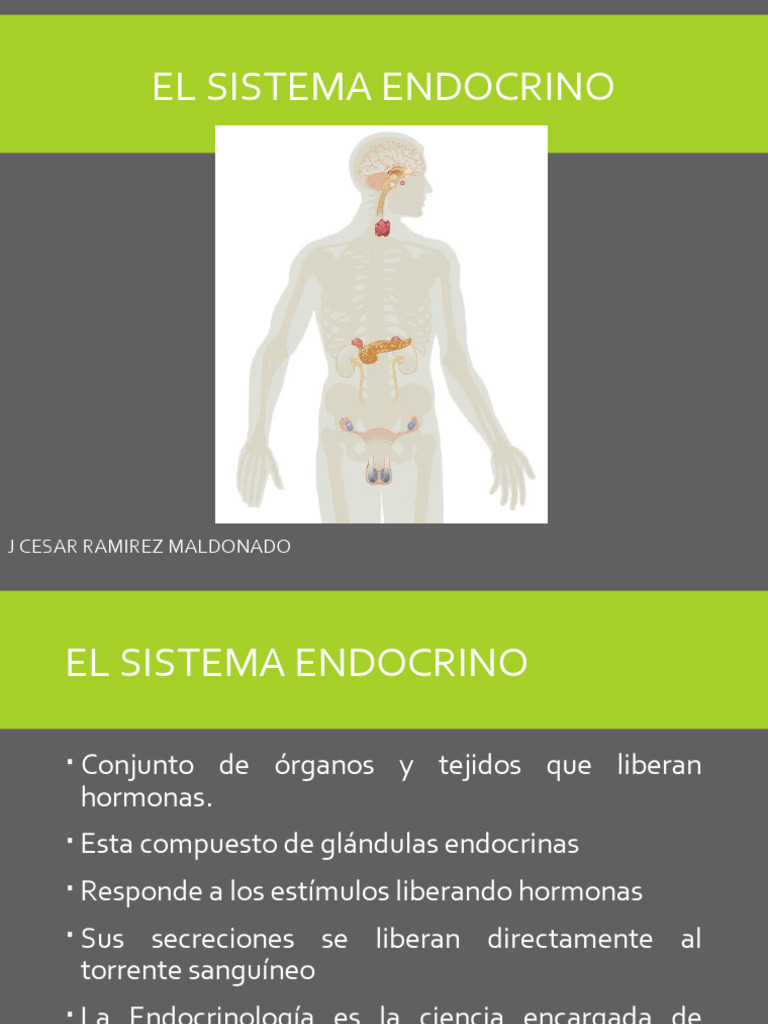 Sistema Endocrino | PDF | Sistema endocrino | Glándula pituitaria