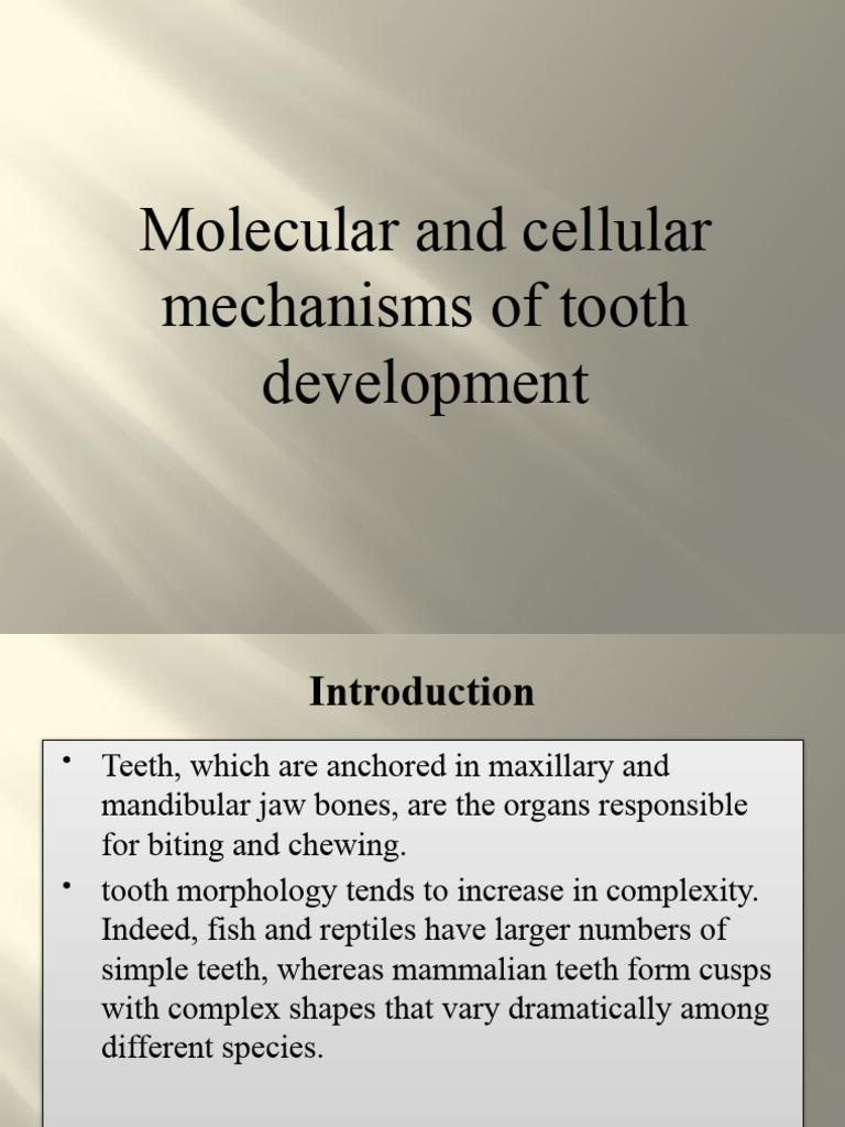 Molecular Mechanisms of Tooth Development | PDF | Tooth | Mouth