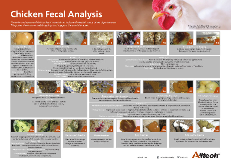 Chicken Fecal Analysis | PDF