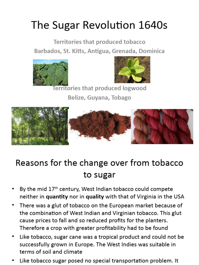 The Sugar Revolution 1640s | PDF | Sugarcane | Caribbean