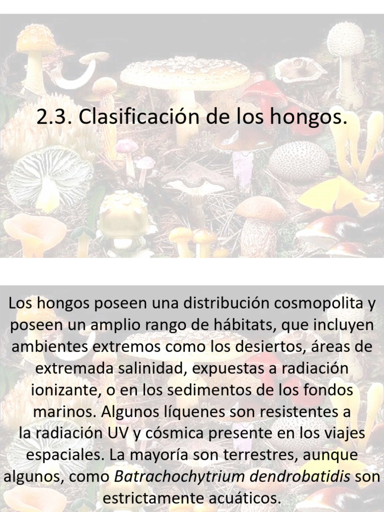 2.3. Clasificación de los hongos | PDF | Hongo | Micología